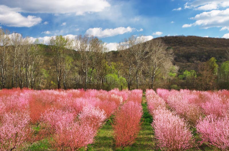 Orchard farm stock image. Image of flowers, garden, botanical - 56316793