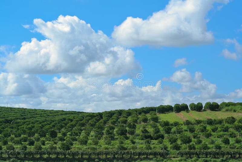 Orchard farm and sky stock photo. Image of cloud, field - 18749566