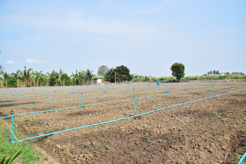 Orchard, Farming Agriculture with Irrigation System 180127 0018 Stock ...