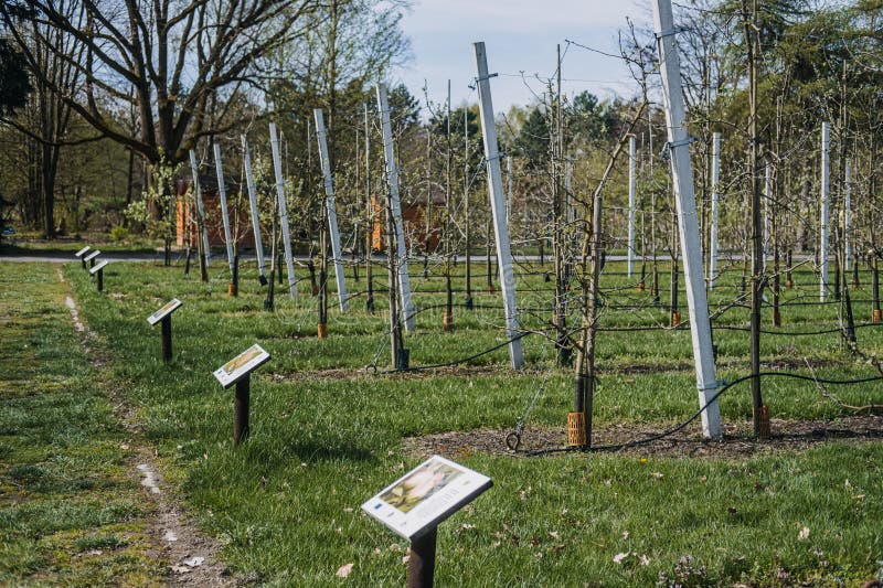Orchard with Young Trees and Educational Signs. Nature, Agricultural ...