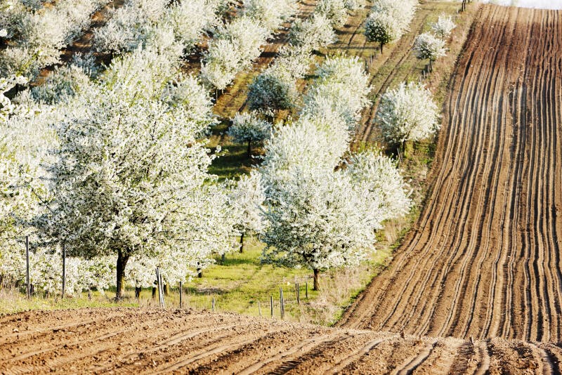 Orchard and field stock photo. Image of spring, orchard - 23868268
