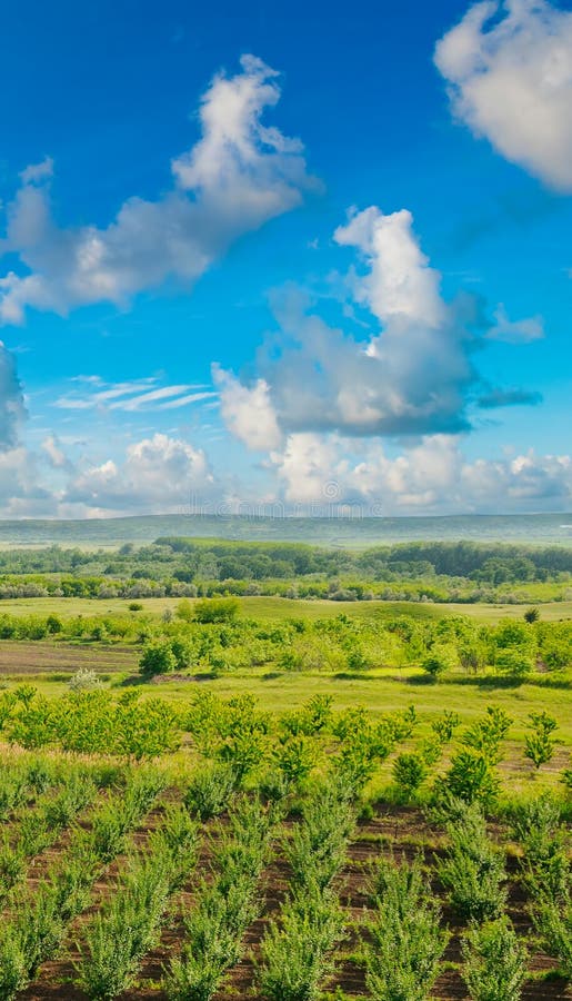 Orchard, Field and Cloudy Sky. View from Above Stock Image - Image of ...