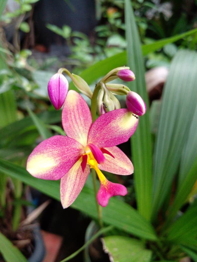 Orchard Flowers Nature Natural Plant Stock Image - Image of orchard ...