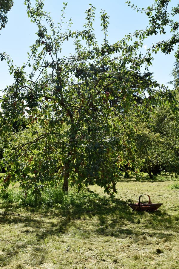 Orchard stock photo. Image of grow, food, picking, plant - 98215816