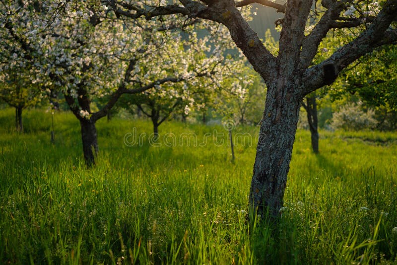 Orchard with Fruit Trees in Flower Stock Image - Image of floral ...
