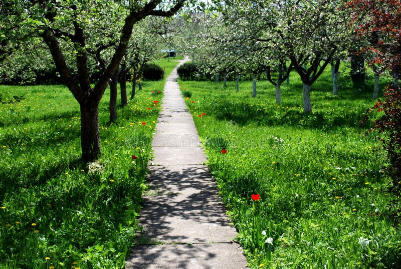 An Orchard with Fruit Trees in Spring Stock Photo - Image of grass ...