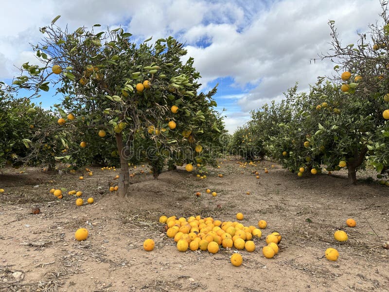 Orchard with Laden Orange Trees and Fallen Fruit Under Clouds Stock ...