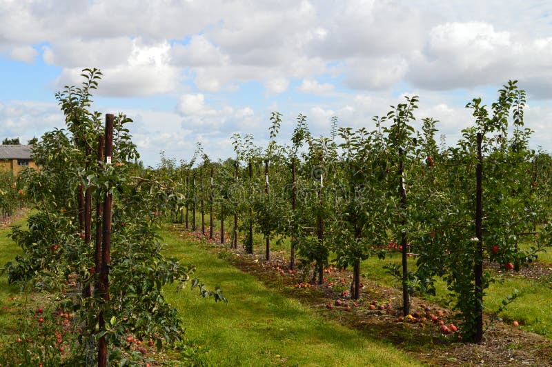 Orchard landscape stock image. Image of orchard, rows - 99327949