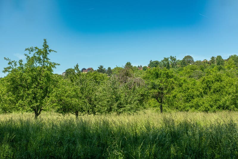 Orchard Meadow in Summer with Apple Tree Stock Image - Image of lush ...