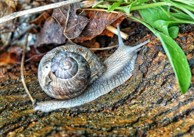 Orchard Nail on a Tree Trunk Stock Image - Image of nail, daytime ...