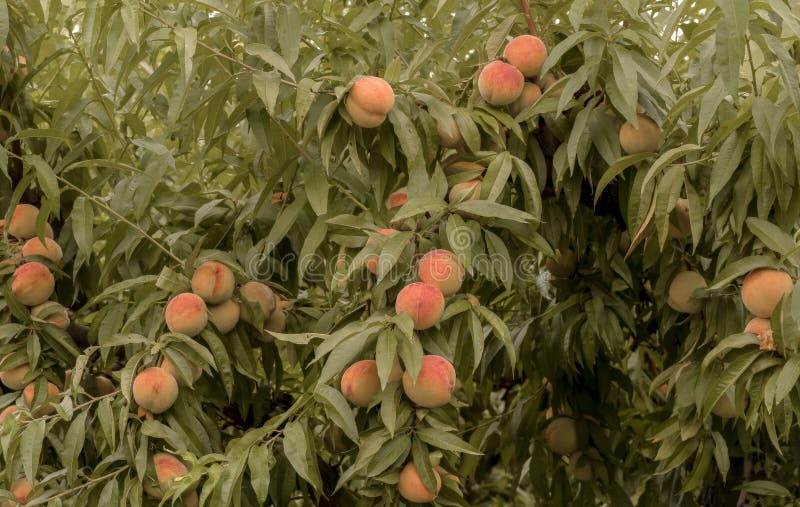 Orchard with Natural Peaches on the Tree Stock Photo - Image of fruits ...
