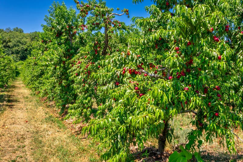 Orchard of Nectarine Peach Trees with Ripe Fruit on the Branches Stock ...