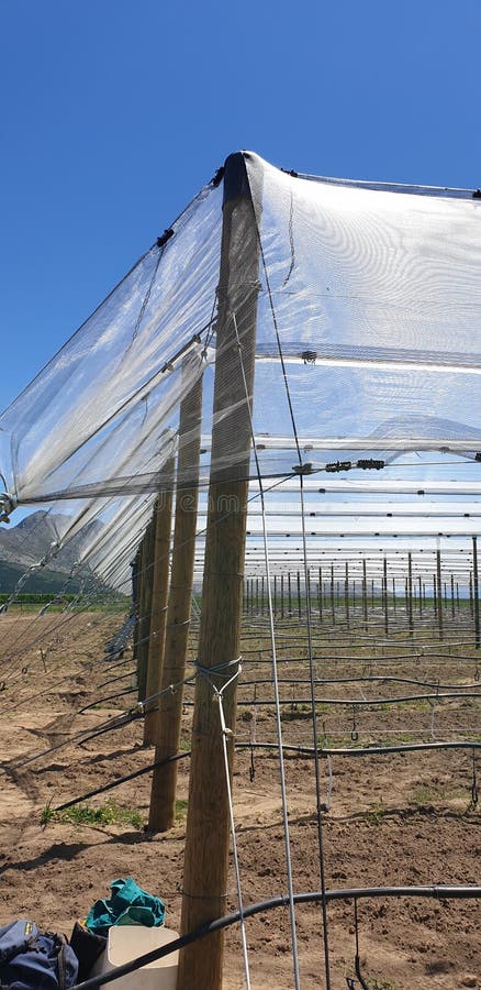 Orchard Netting stock image. Image of netting, commavit - 162367143