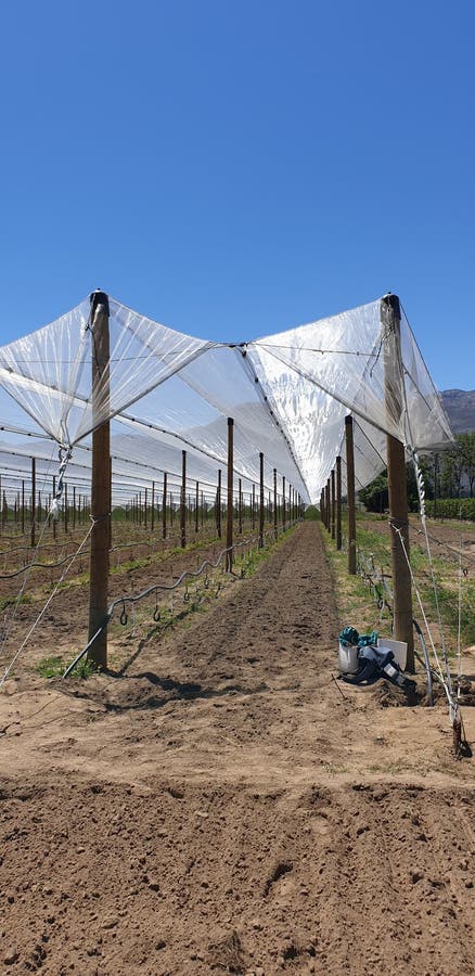 Orchard Netting stock photo. Image of netting, agriculture - 162367172