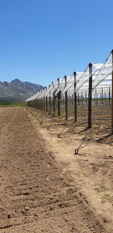 Orchard Netting stock photo. Image of agriculture, orchard - 162367184