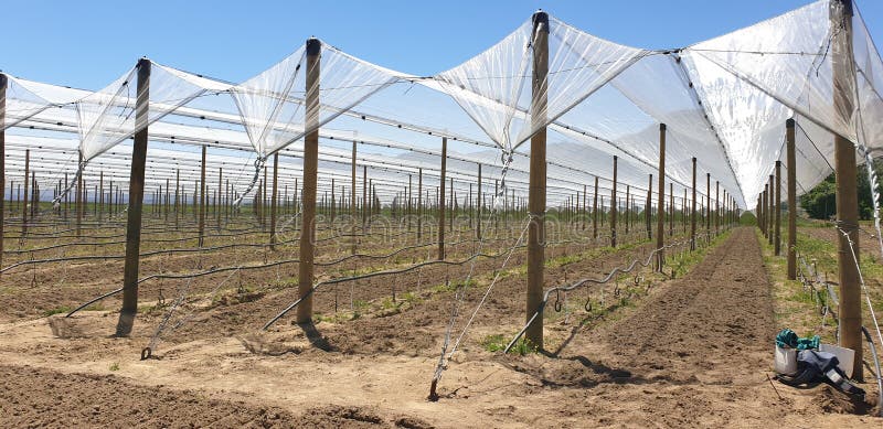 Orchard Netting stock photo. Image of agriculture, orchard - 162367184