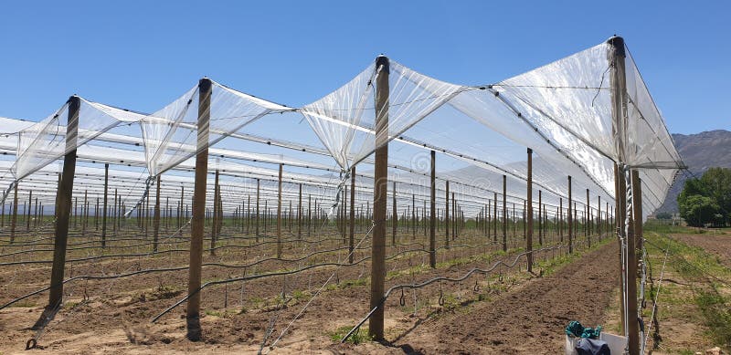 Orchard Netting stock image. Image of commavit, carretta - 162367191
