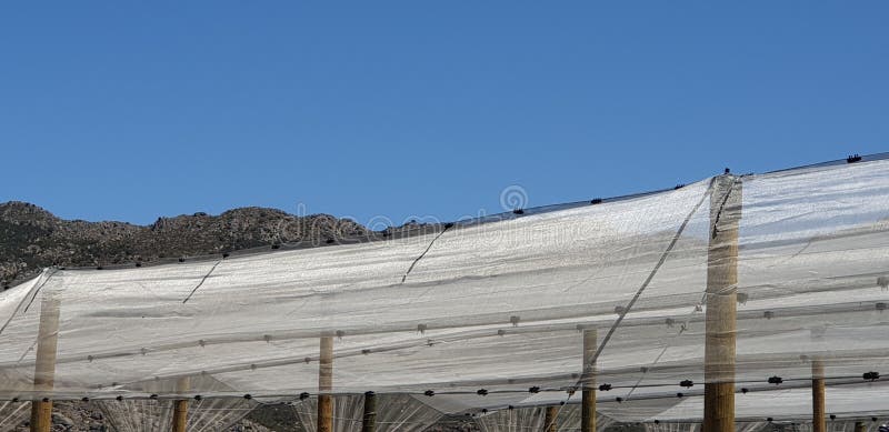 Orchard Netting stock image. Image of carretta, netting - 162367217