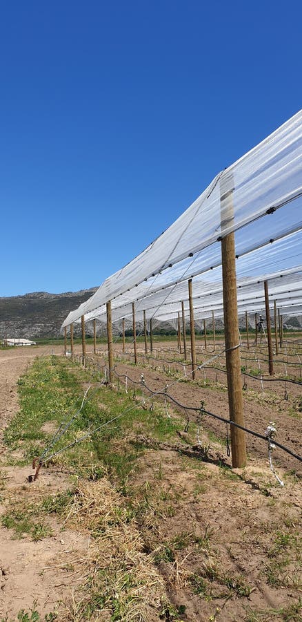 Orchard Netting stock photo. Image of carretta, netting - 162367236