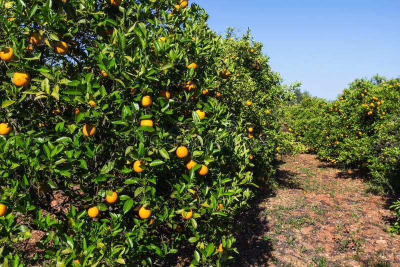 Orchard with orange trees stock photo. Image of orange - 45018358