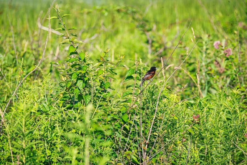 Orchard Oriole Perched on a Wildflower Stem in a Prairie Stock Image ...