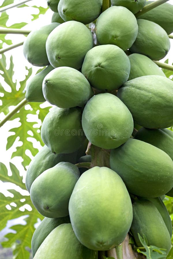 Orchard Papayas stock photo. Image of exotic, papayas - 7360702