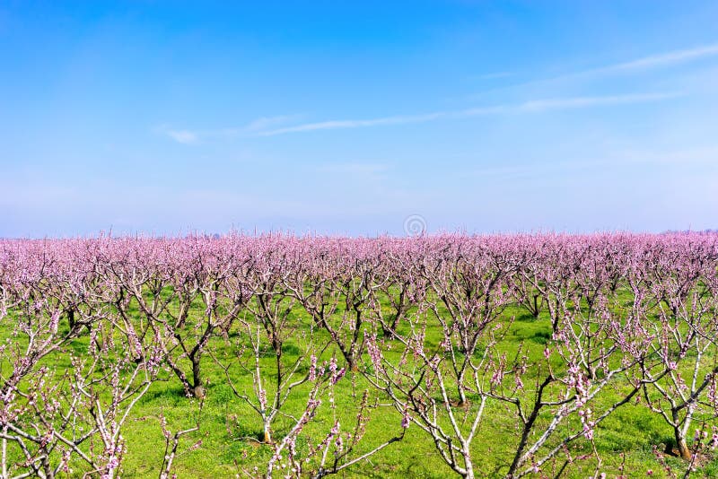 Orchard of Peach Trees Bloomed in Spring Stock Image - Image of ...