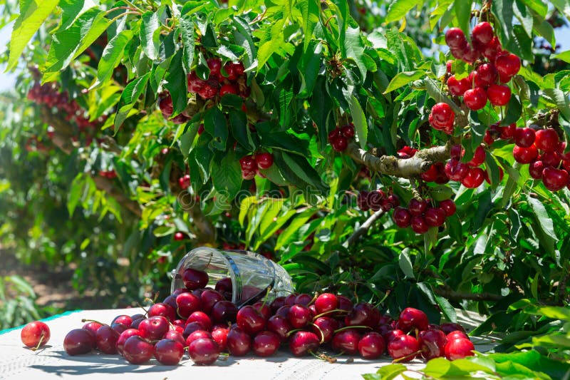 Orchard - Ripe Delicious Cherries on the Table Under Trees Stock Image ...