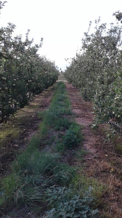 Orchard stock image. Image of trees, rows, fruit, farming - 121154415