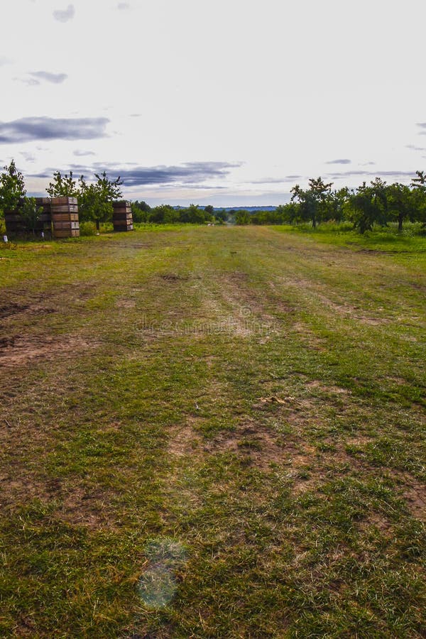 Orchard Scene Views in Michigan in Summer Stock Photo - Image of scene ...