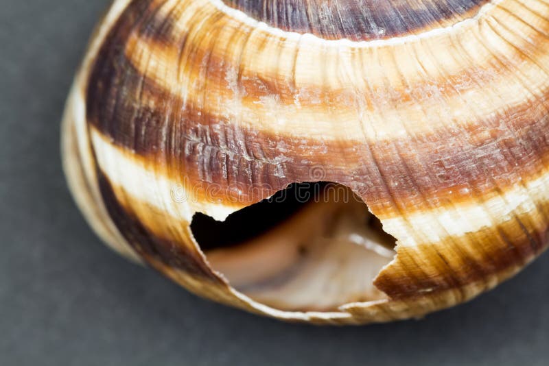 Orchard Snail -Helix Pomatia Shell Stock Photo - Image of helix ...