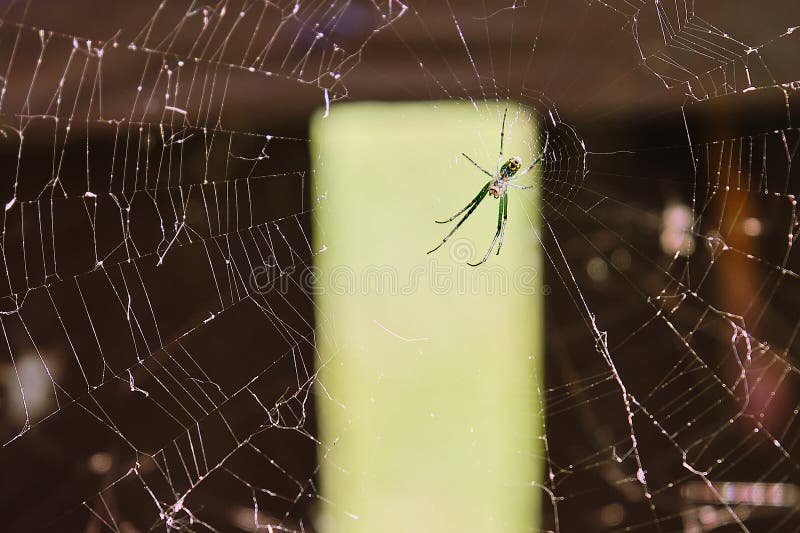 Orchard Spider (Leucauge Venusta) Stock Photo - Image of spider ...