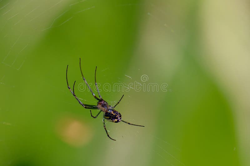 Orchard Spider (Leucauge Venusta) Stock Image - Image of wildlife ...