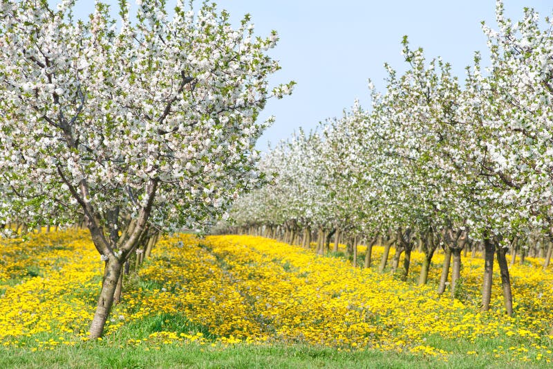 Orchard - spring trees stock photo. Image of flower, color - 7737022