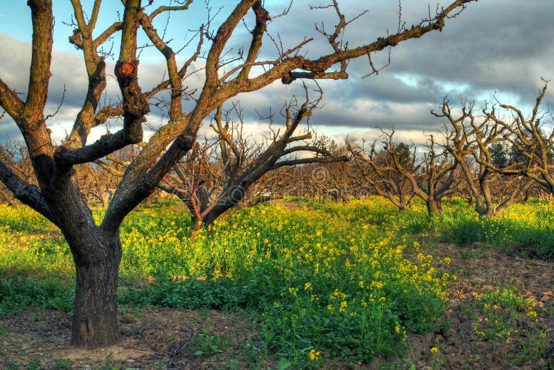 Orchard in spring stock photo. Image of branch, blossom - 2078864