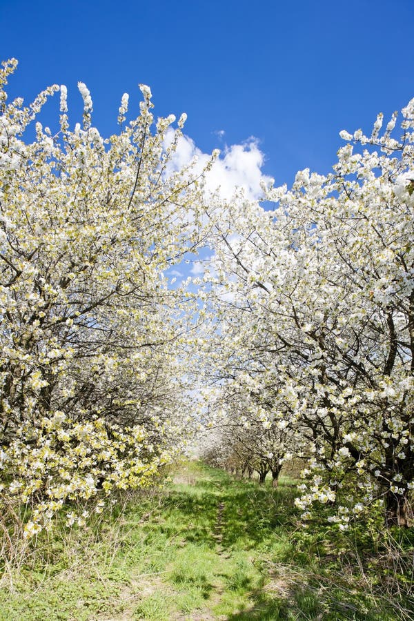 Orchard in spring stock image. Image of outdoors, orchard - 23868191
