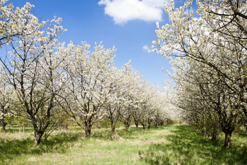 Orchard in spring stock photo. Image of spring, plant - 23868194