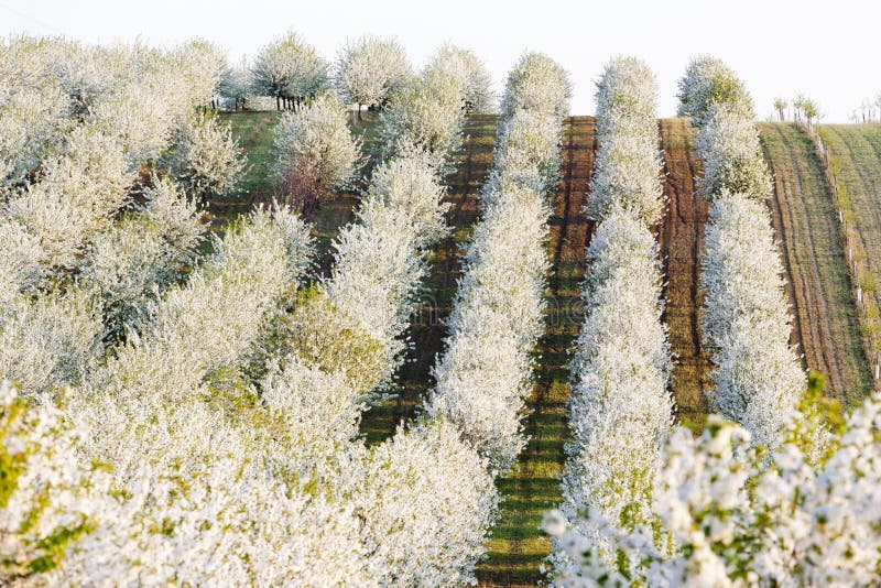 Orchard in spring stock photo. Image of agriculture, autumn - 8784396