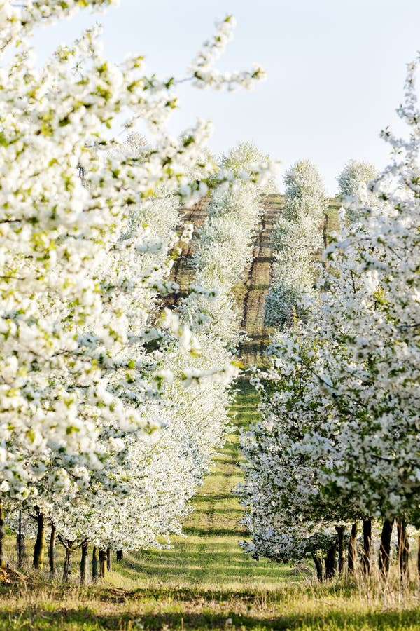 Orchard in spring stock photo. Image of blossom, czechoslovakia - 24226582