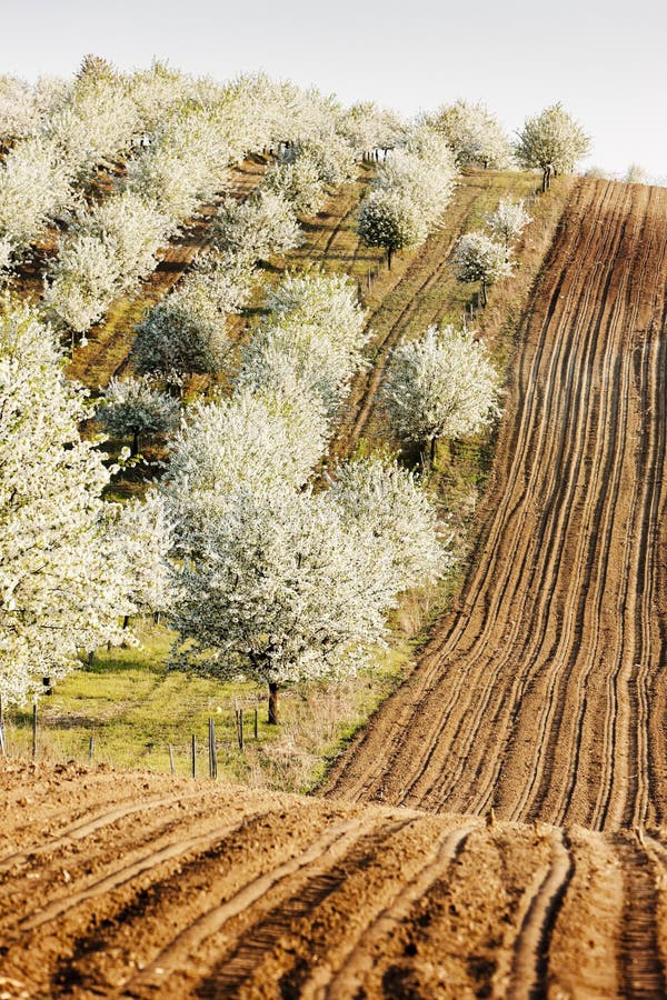 Orchard in spring stock image. Image of agriculture, spring - 24226607