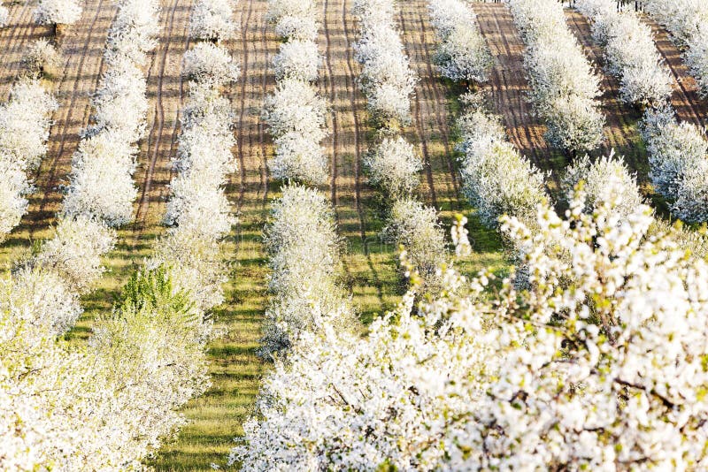Orchard in spring stock photo. Image of europe, bloom - 24226628