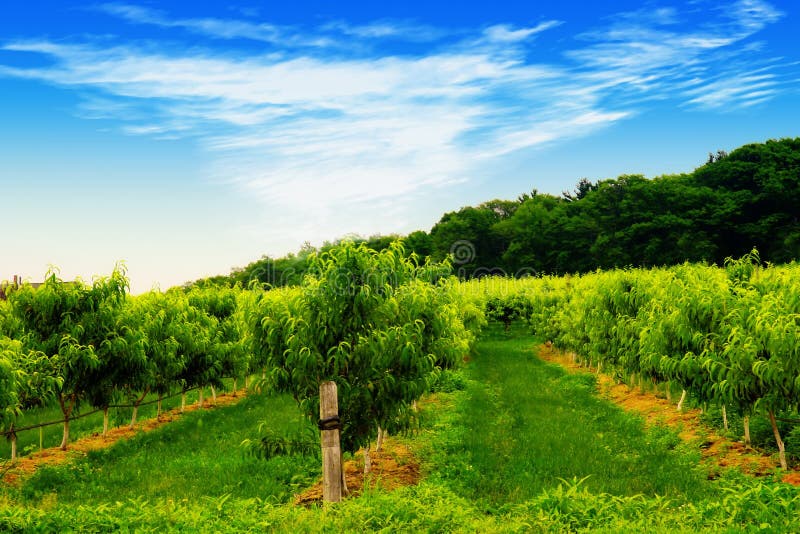 Orchard in spring stock image. Image of green, crop, agriculture - 8452489