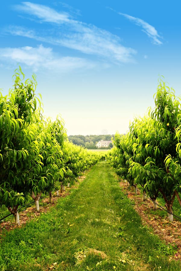 Orchard in spring stock photo. Image of agriculture, autumn - 8784396
