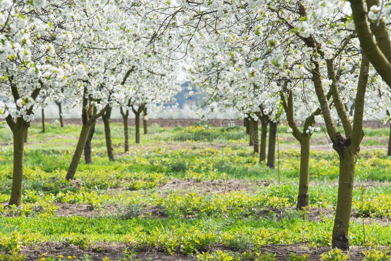 Orchard in spring stock image. Image of still, spring - 40360217