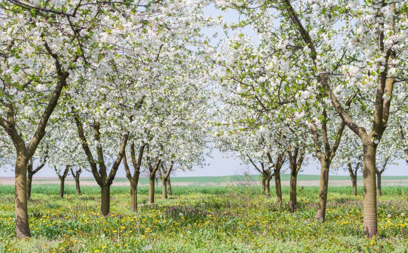 Orchard in spring stock image. Image of life, branch - 40360509