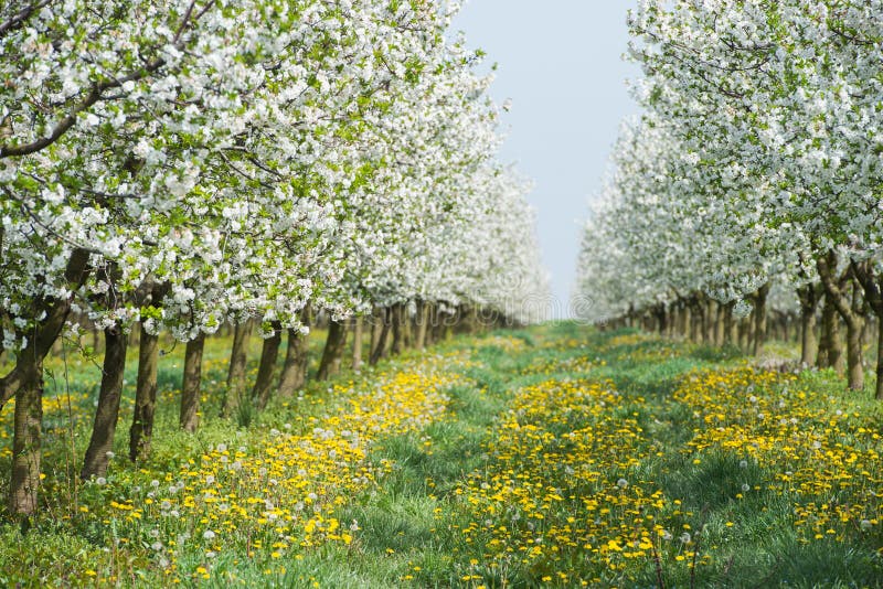 Orchard in spring stock image. Image of green, blooming - 40360563