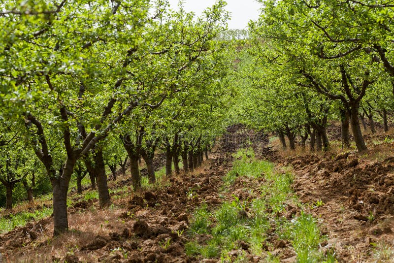 Orchard in spring stock image. Image of tree, green, nature - 84458831
