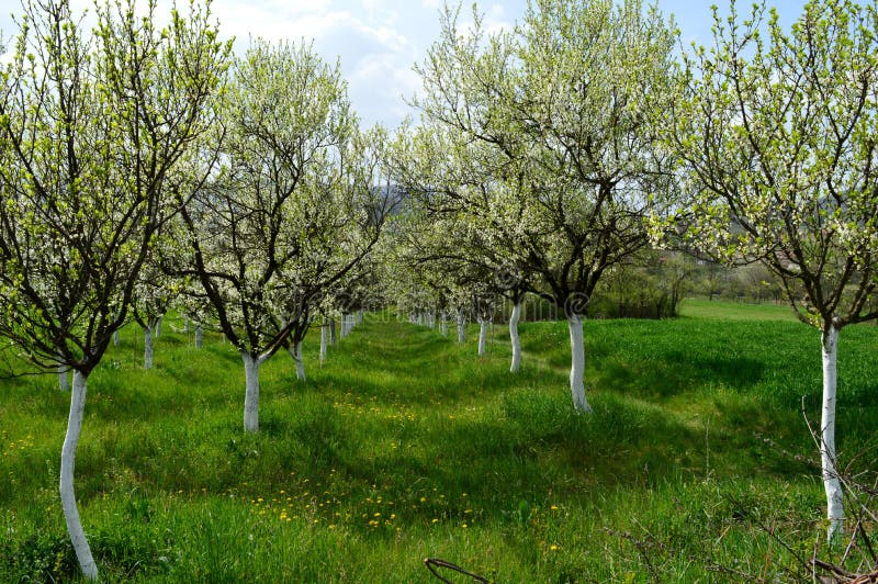 Orchard in the spring stock image. Image of nature, spring - 114812677