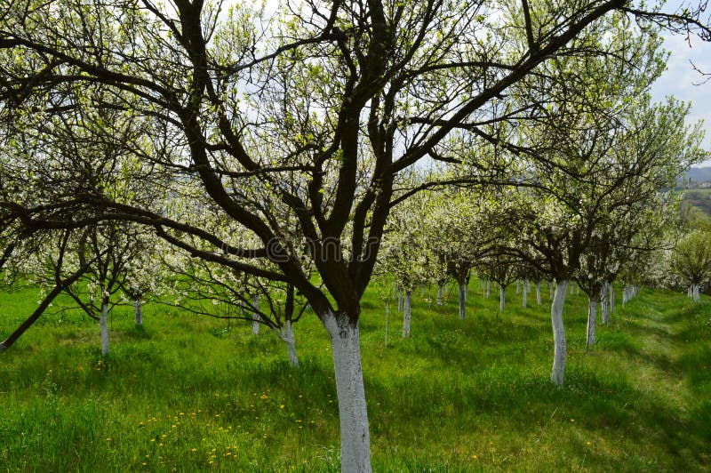 Orchard in the spring stock image. Image of flowers - 114812741