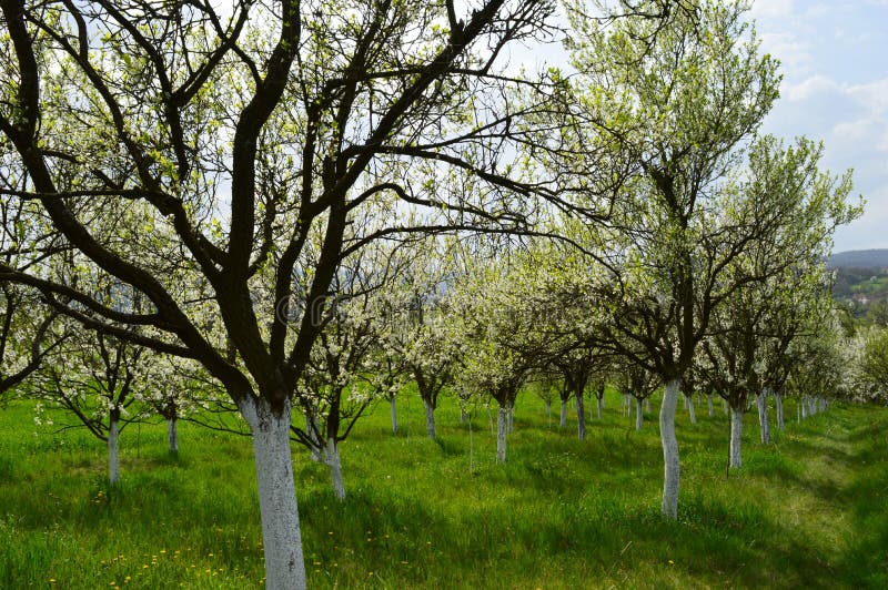 Orchard in the spring stock photo. Image of flowers - 114812748
